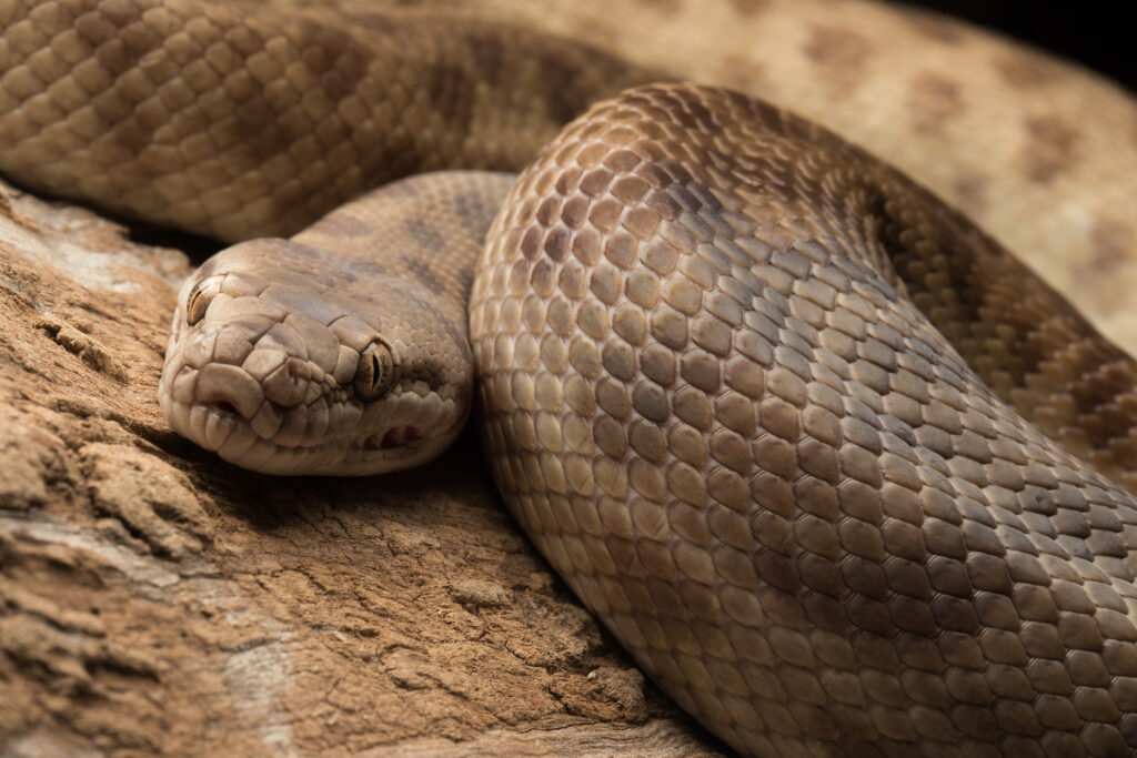 Snake bite – St John Australia